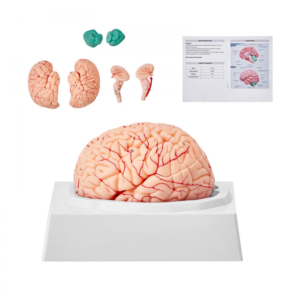 LD-304 - Life-Size PVC Brain Model for Anatomy Education – NassauElectrical
